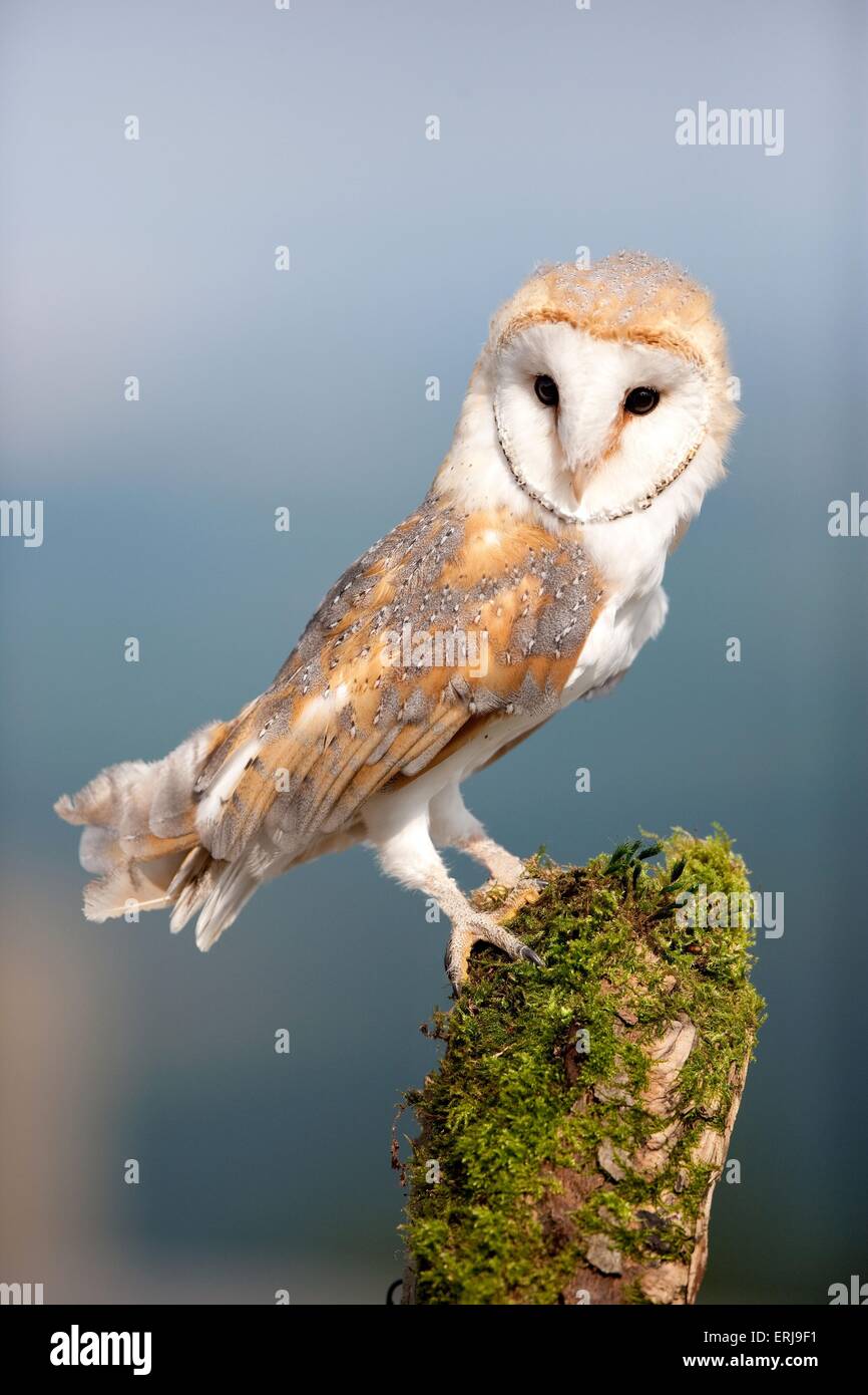 Common screech owl hi-res stock photography and images - Alamy