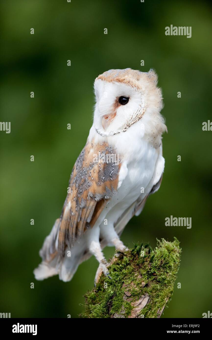 Adult common barn owl tyto alba hi-res stock photography and images - Alamy