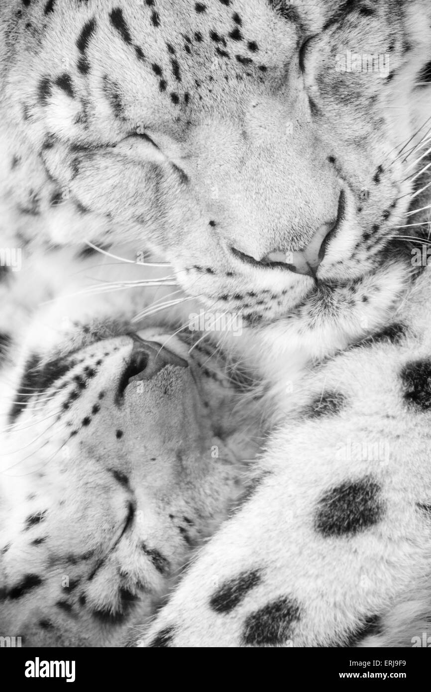 Snow leopards Black and White Stock Photos & Images - Alamy