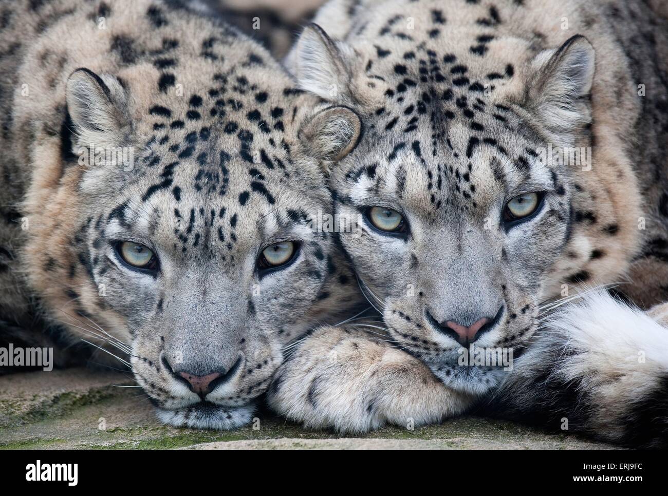 Snow leopards hi-res stock photography and images - Alamy