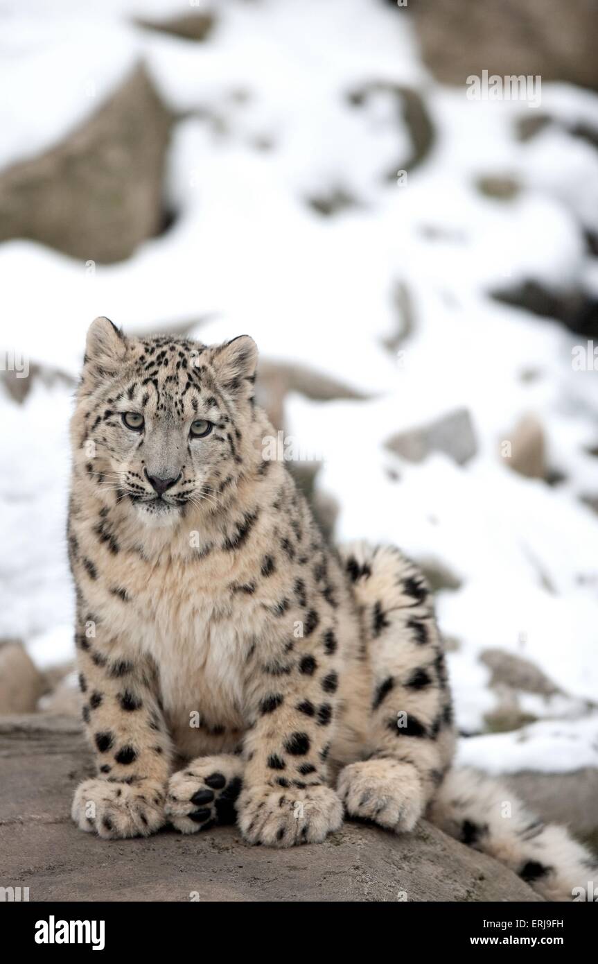 Snow leopard sitting rock hi-res stock photography and images - Alamy