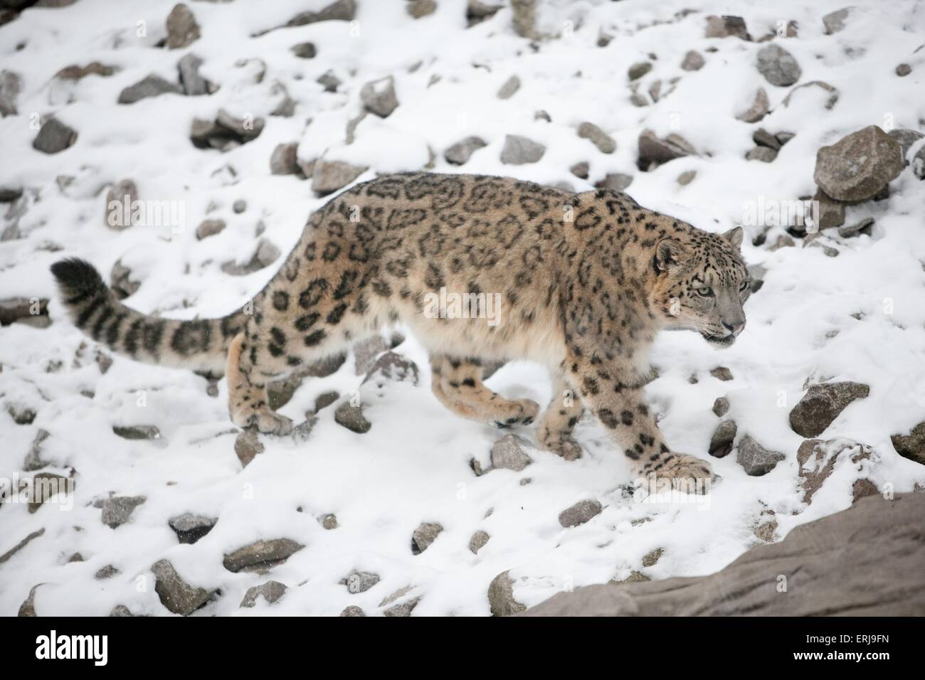 Snowy leopard hi-res stock photography and images - Alamy