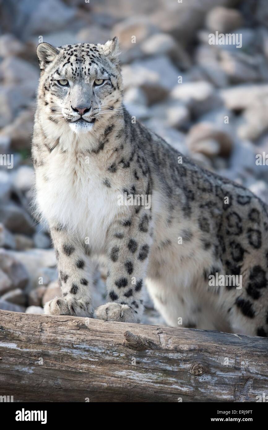 Snow leopard hi-res stock photography and images - Alamy