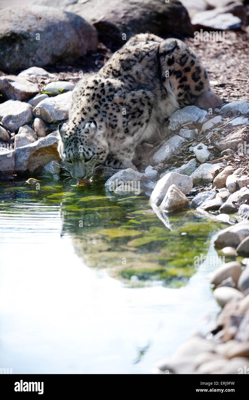 Leopard drinking water hi-res stock photography and images - Alamy