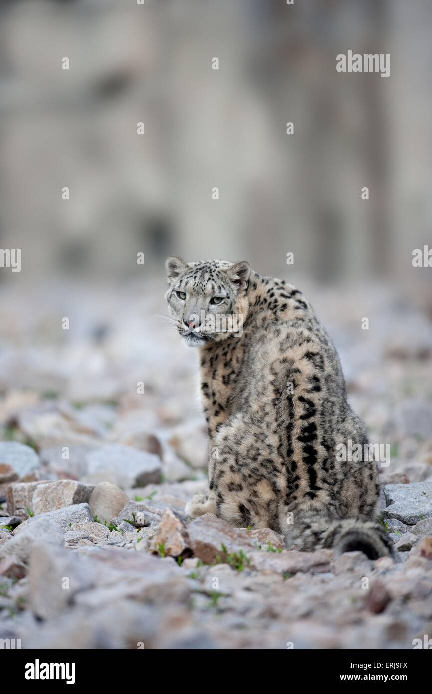 Leopard back hi-res stock photography and images - Alamy