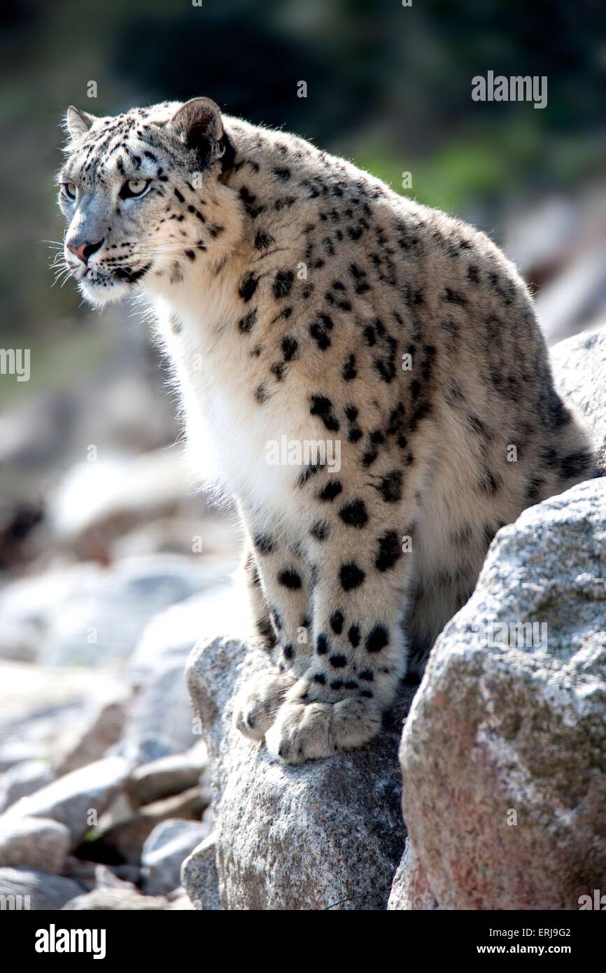 Snow leopard sitting rock hi-res stock photography and images - Alamy