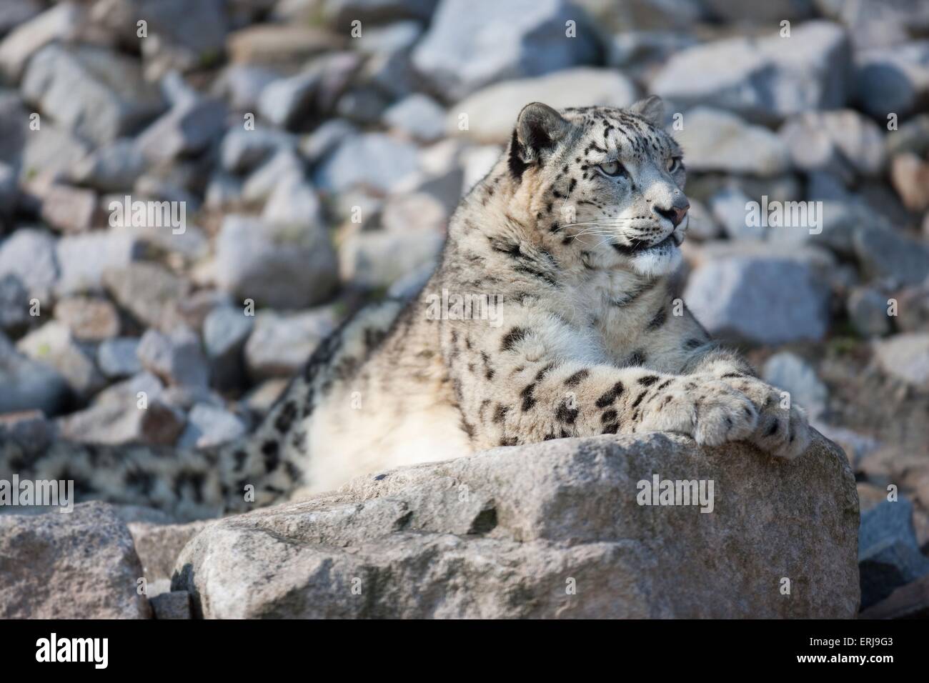 Snow leopard side view hi-res stock photography and images - Alamy