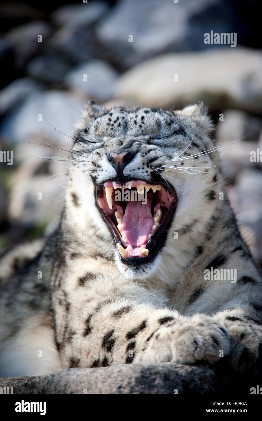 Snow leopard resting snow hi-res stock photography and images - Alamy