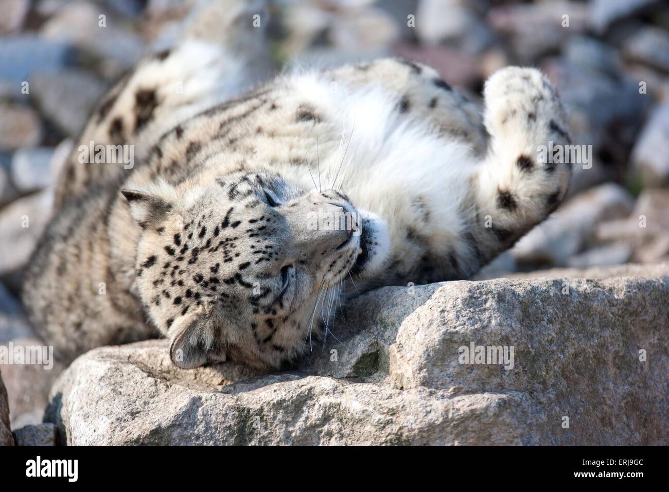 Rolling snow leopard hi-res stock photography and images - Alamy