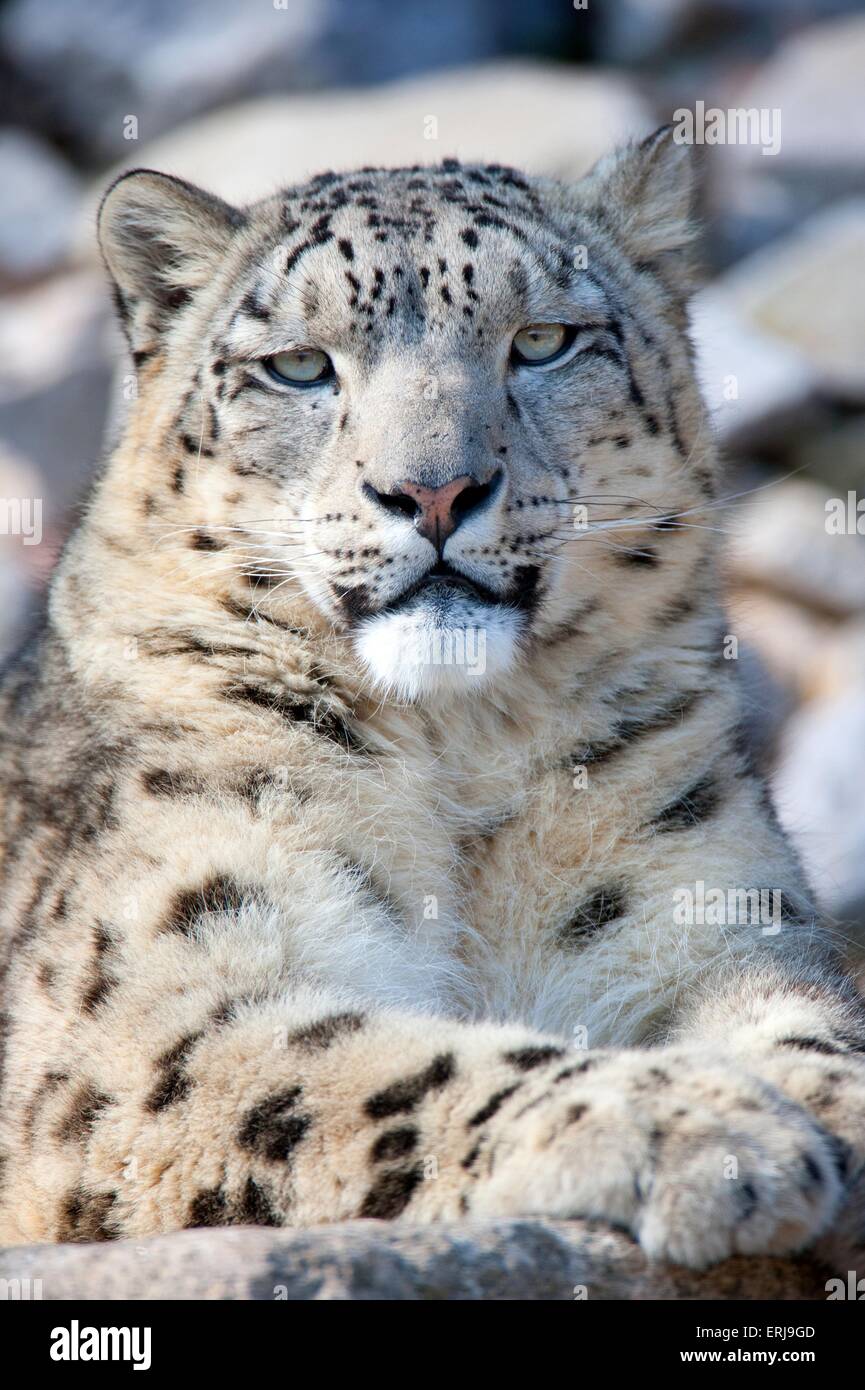 Snow Leopard Panthera Uncia Lying High Resolution Stock Photography and ...