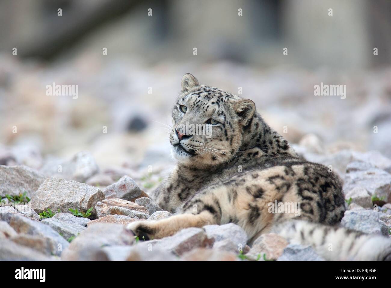 Leopard back hi-res stock photography and images - Alamy