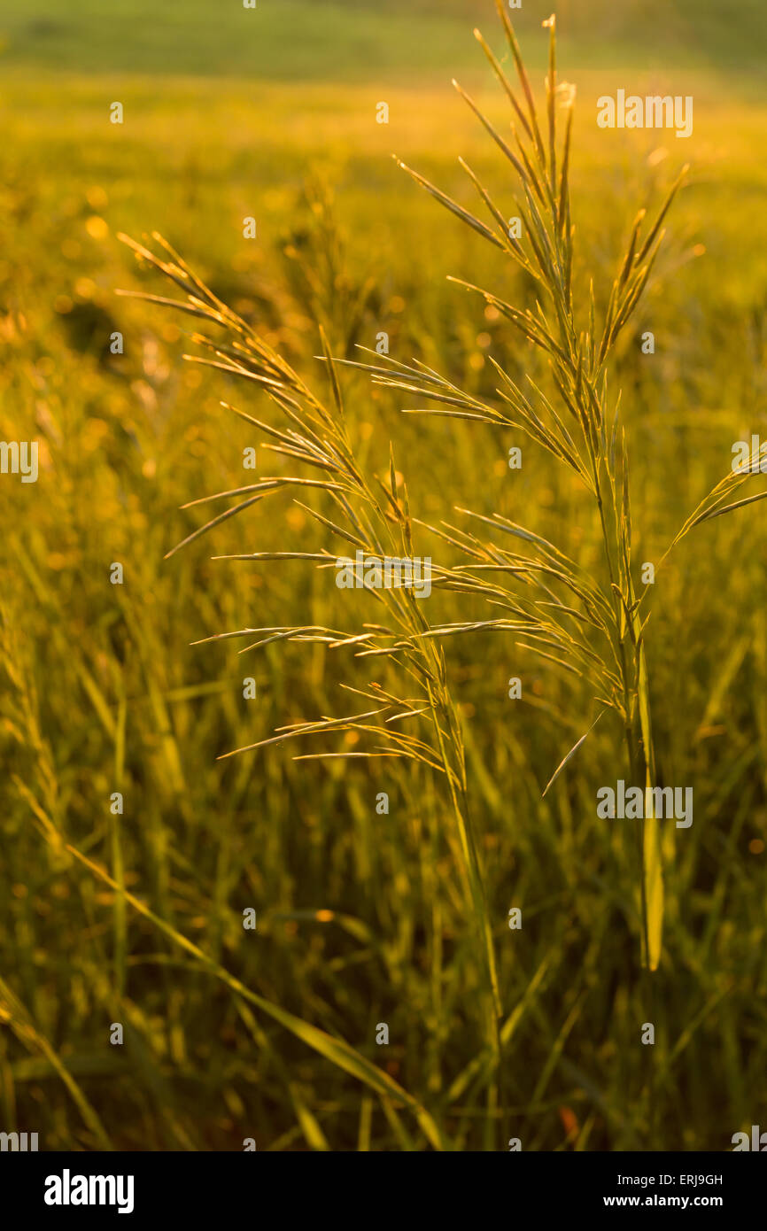 Golden wild grass at sunset Stock Photo - Alamy