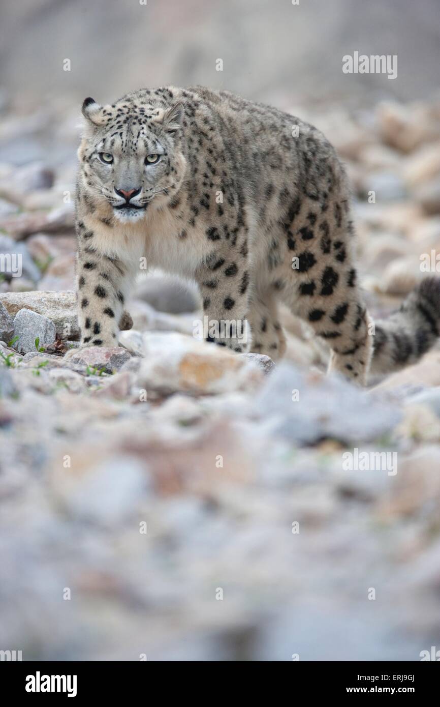 Snow leopard walking hi-res stock photography and images - Alamy