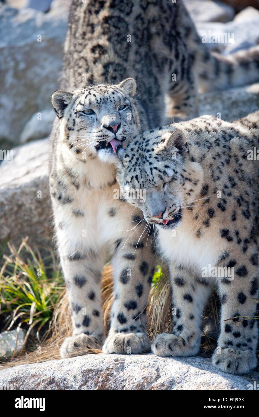 Leopard preening hi-res stock photography and images - Alamy