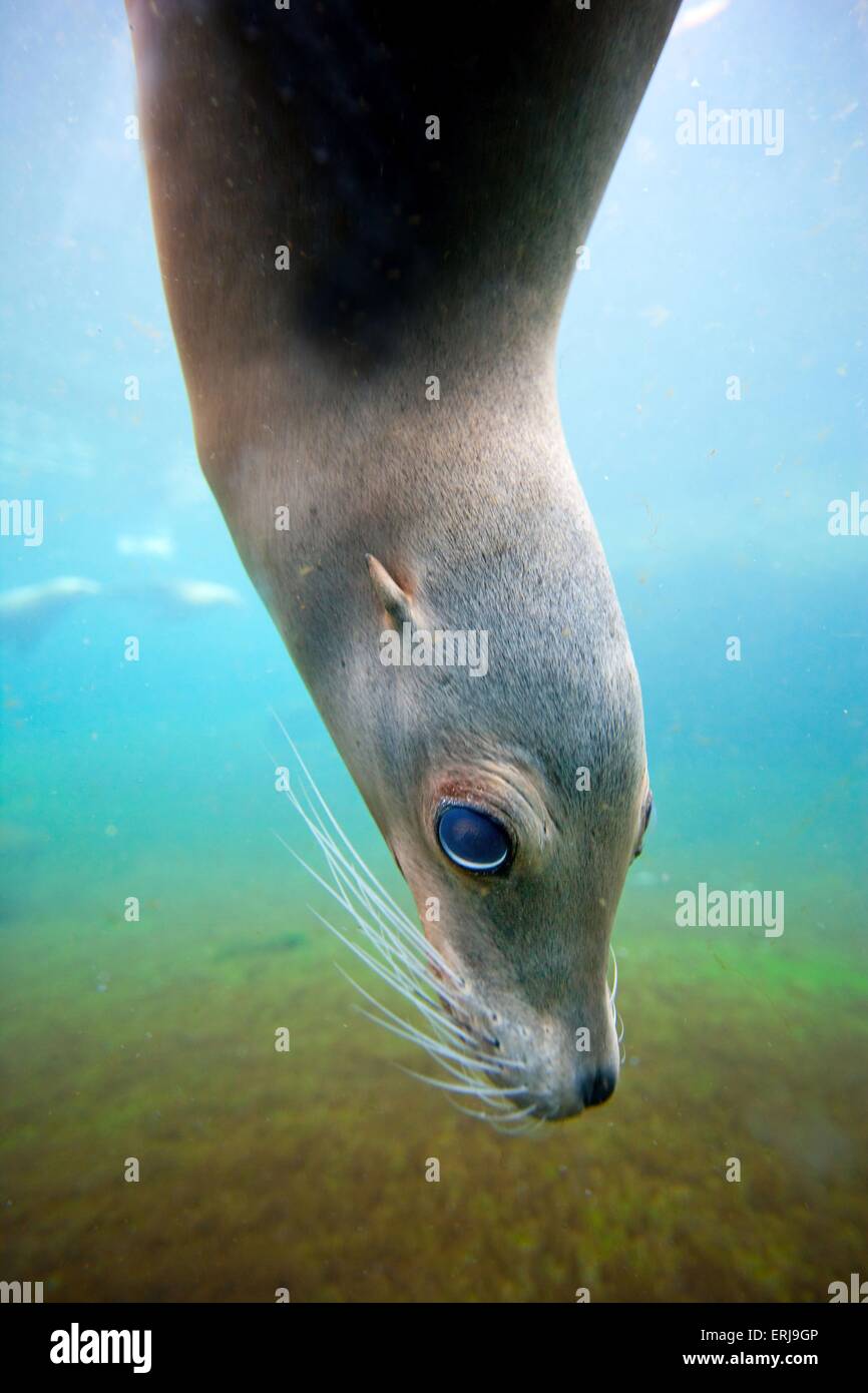 Sea lion side view underwater hi-res stock photography and images - Alamy