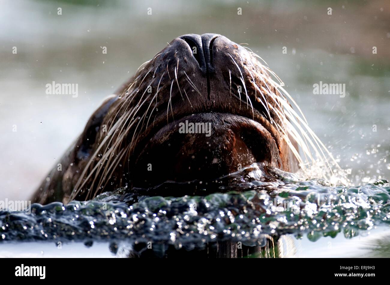 Lions nose close up hi-res stock photography and images - Alamy