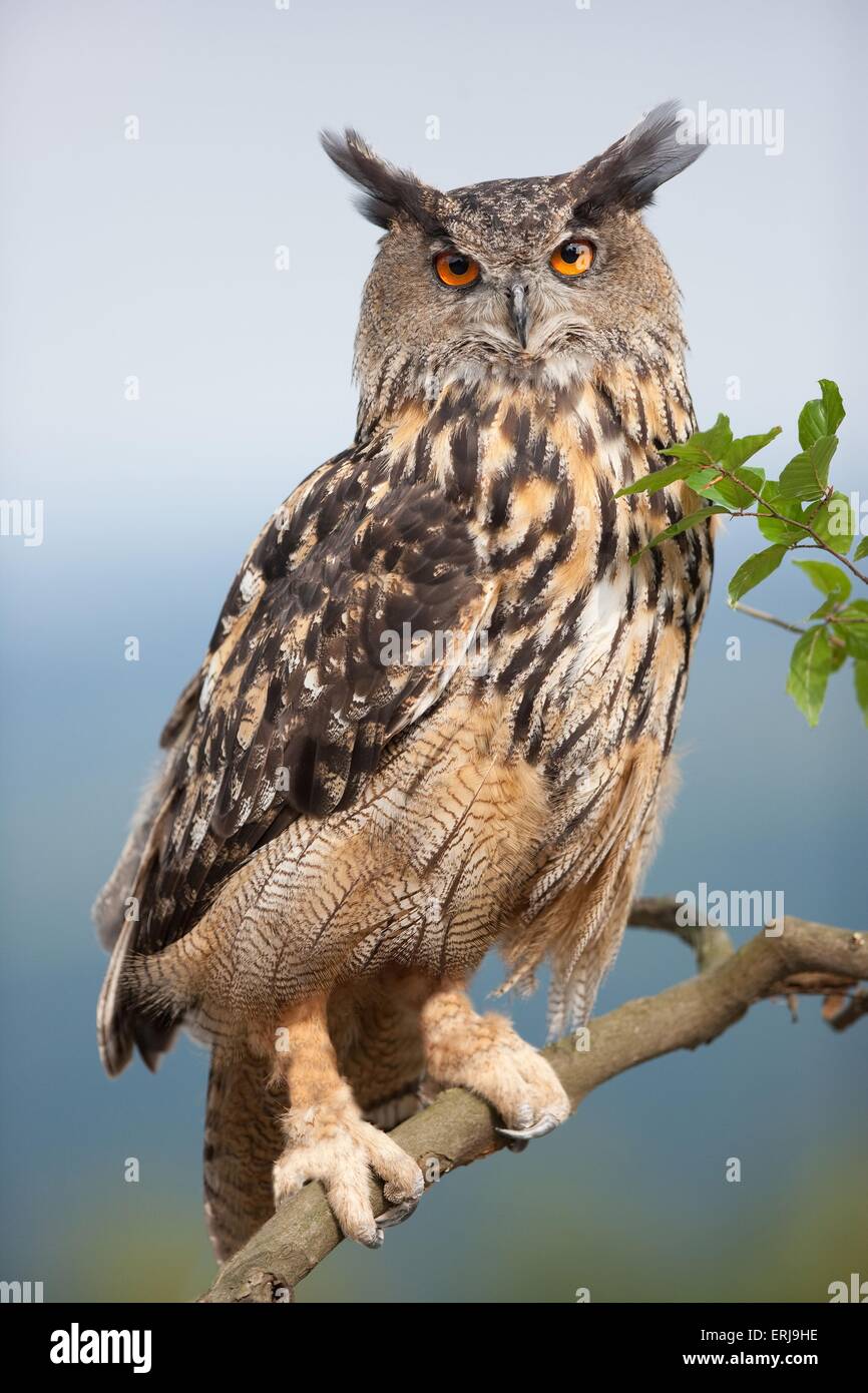 Eagle owl hi-res stock photography and images - Alamy