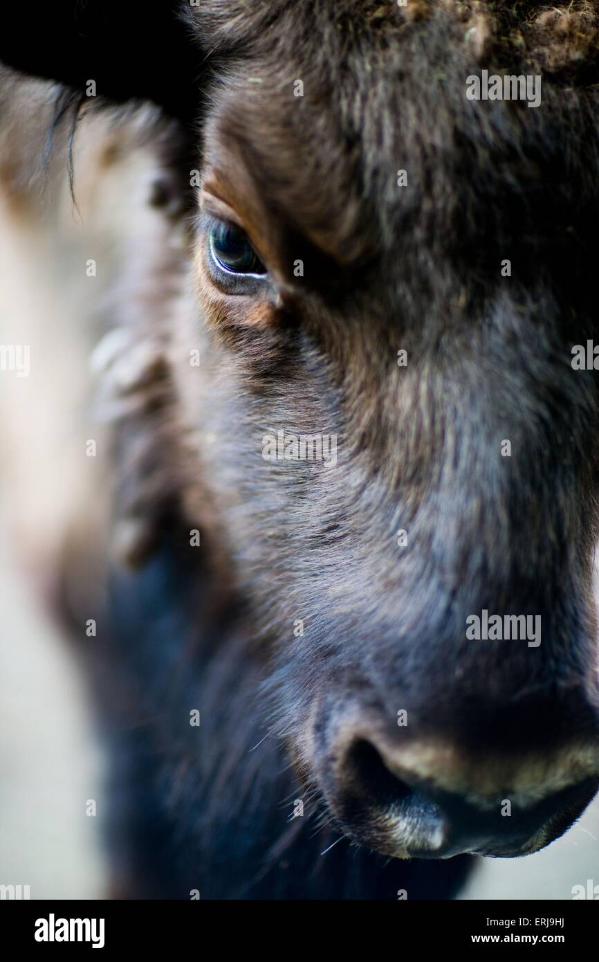 Wisent hi-res stock photography and images - Alamy