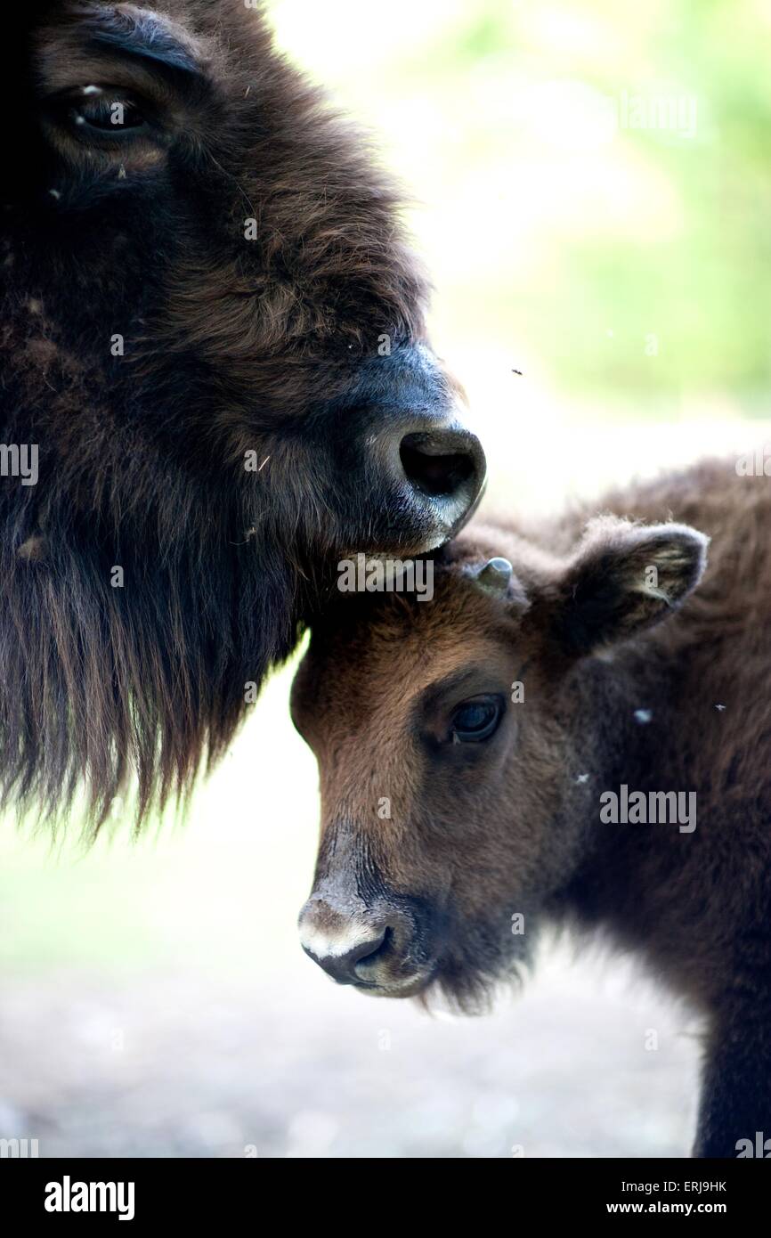 Wisent baby hi-res stock photography and images - Alamy