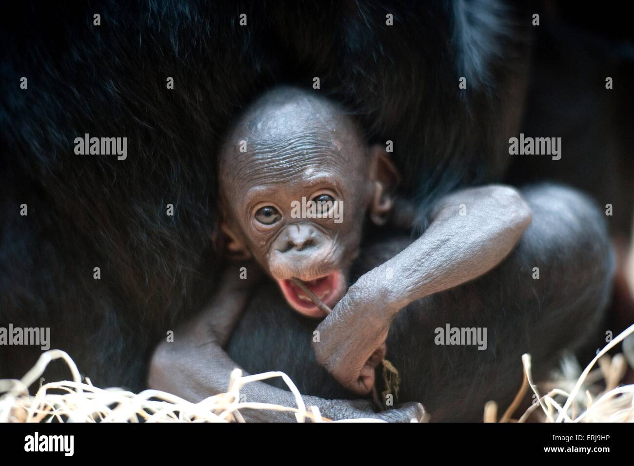 Baby chew hi-res stock photography and images - Alamy