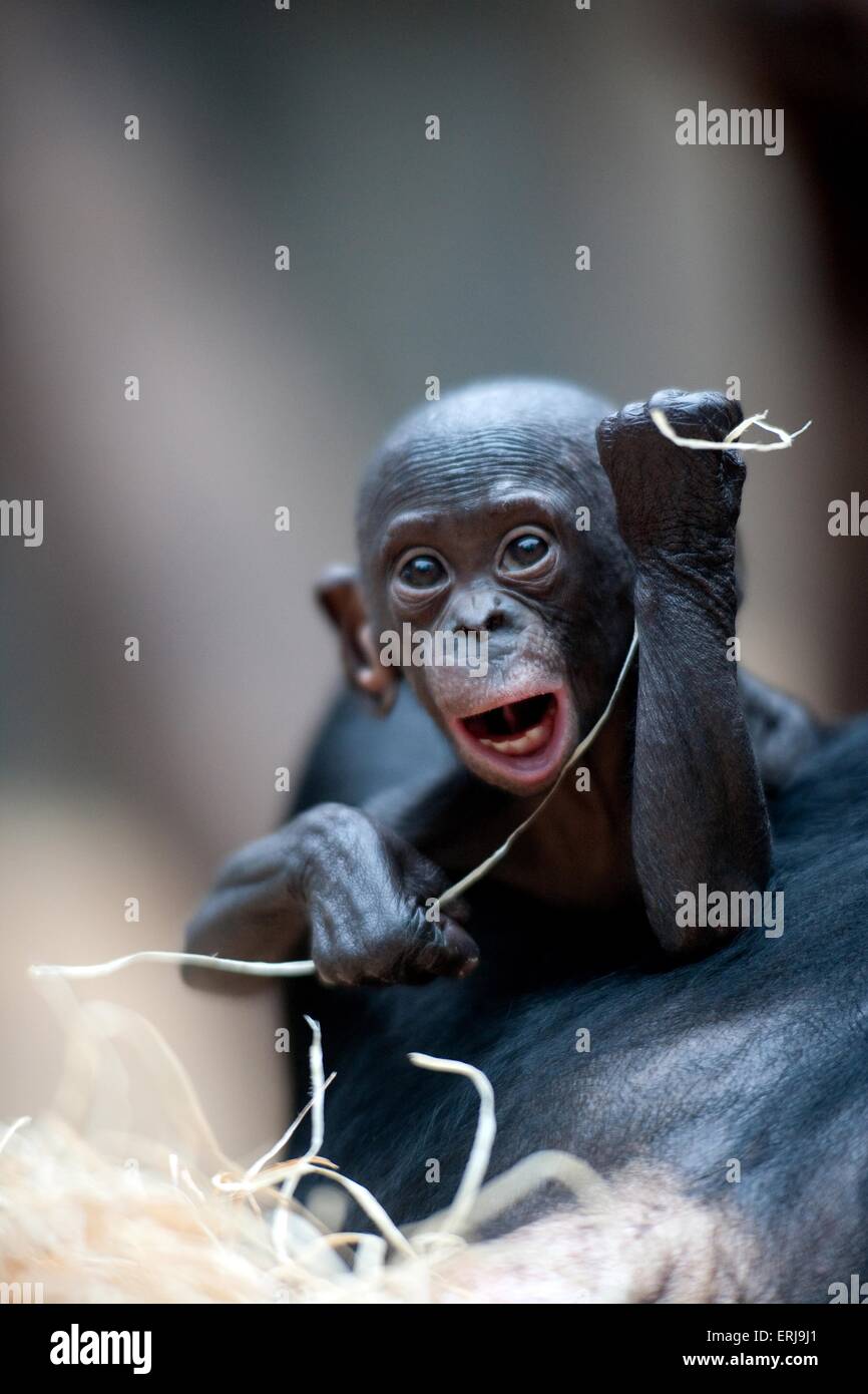 Baby monkey size hi-res stock photography and images - Alamy