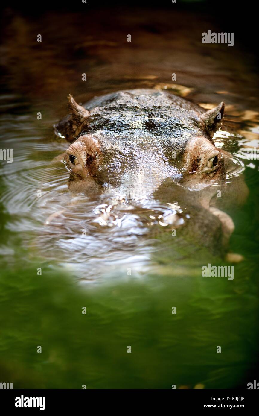 Hippo eye hi-res stock photography and images - Alamy