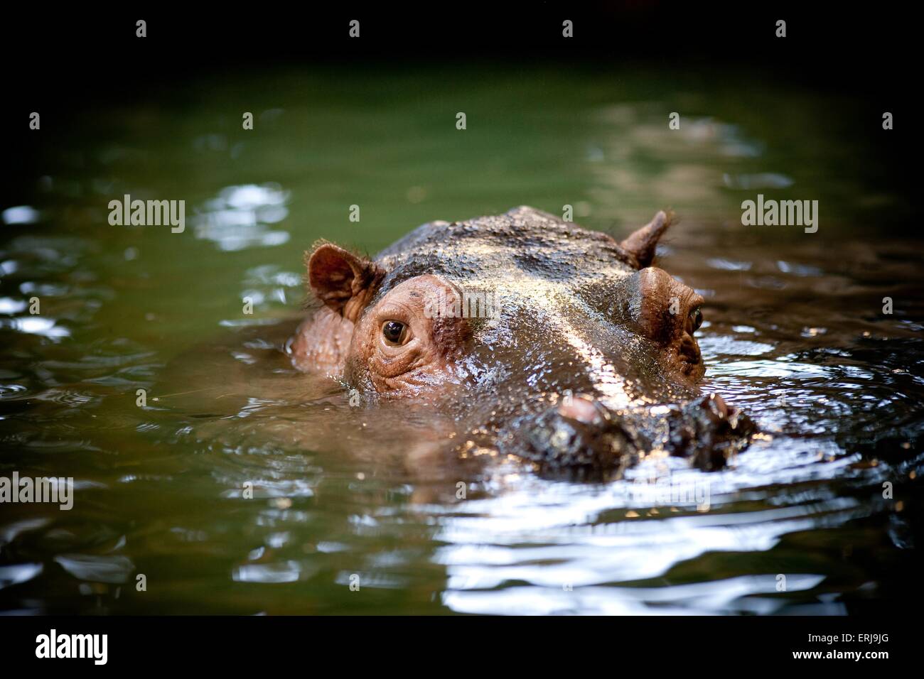 Hippo High Resolution Stock Photography and Images - Alamy