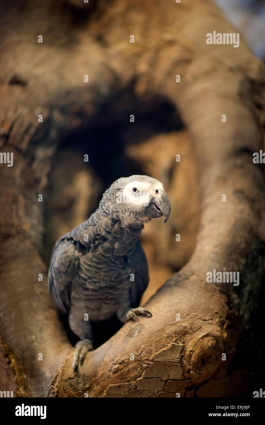 African gray hi-res stock photography and images - Alamy