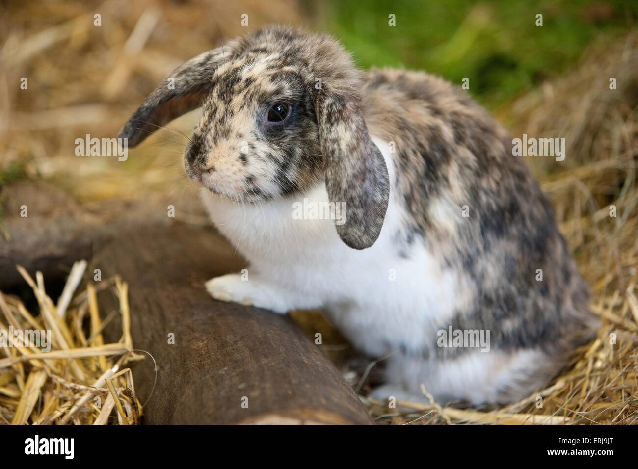 Colourful rabbit hi-res stock photography and images - Alamy