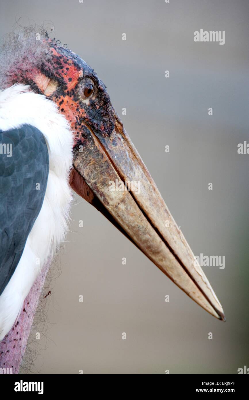 Marabou hi-res stock photography and images - Alamy