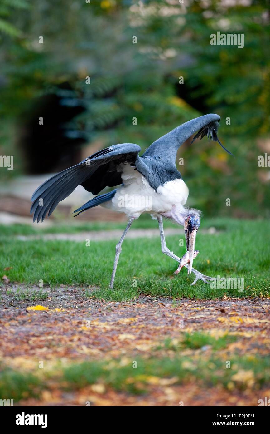 Marabou stork walking hi-res stock photography and images - Alamy