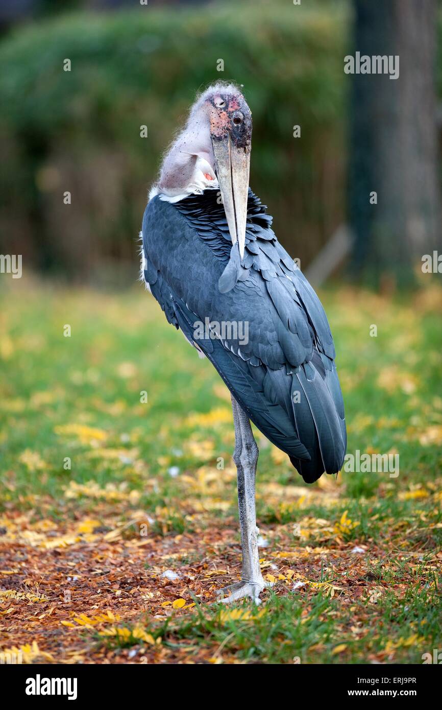 Marabou stork side profile hi-res stock photography and images - Alamy