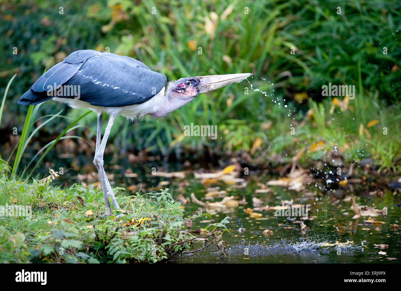 Marabou stork side profile hi-res stock photography and images - Alamy