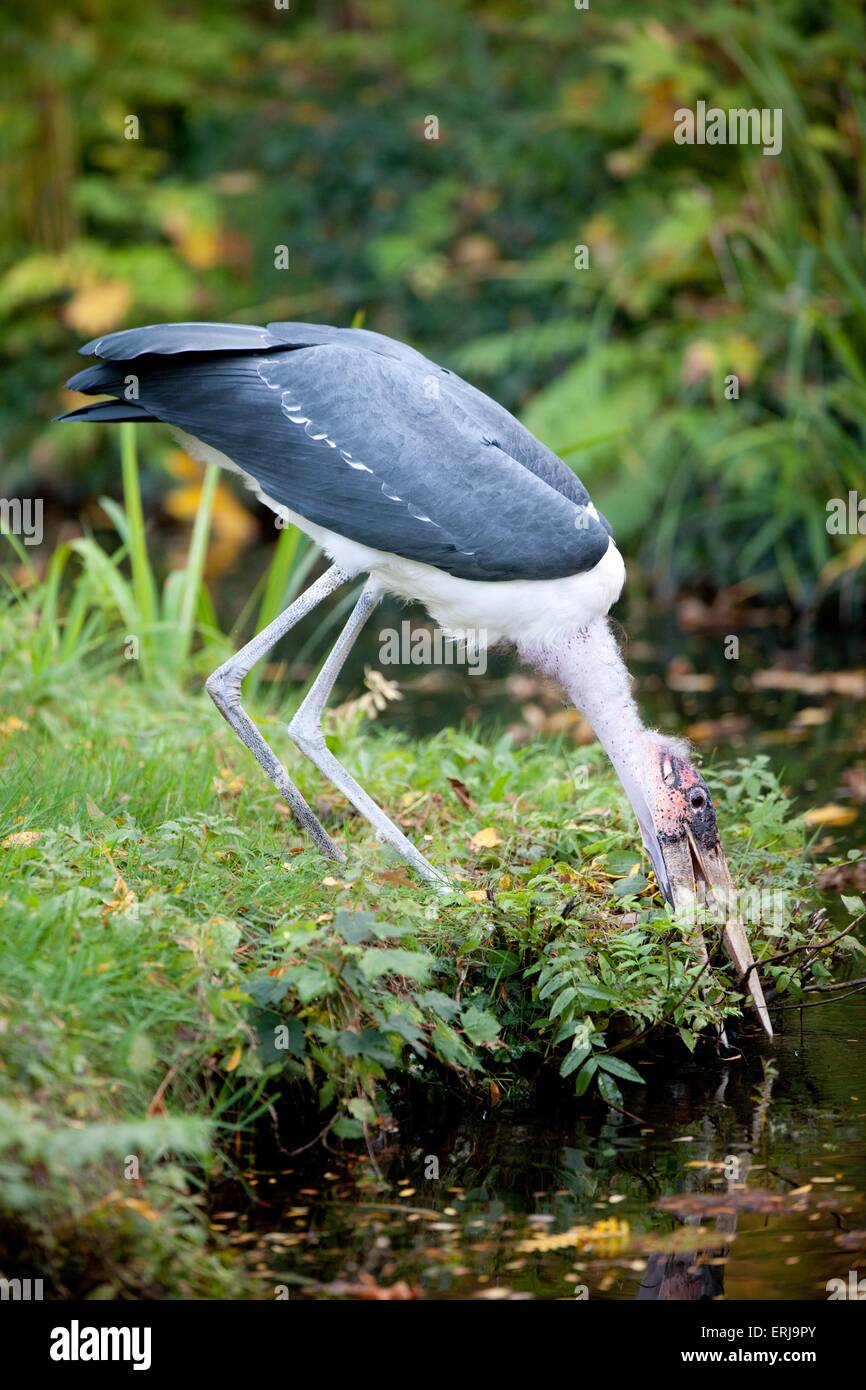 Marabou stork side profile hi-res stock photography and images - Alamy