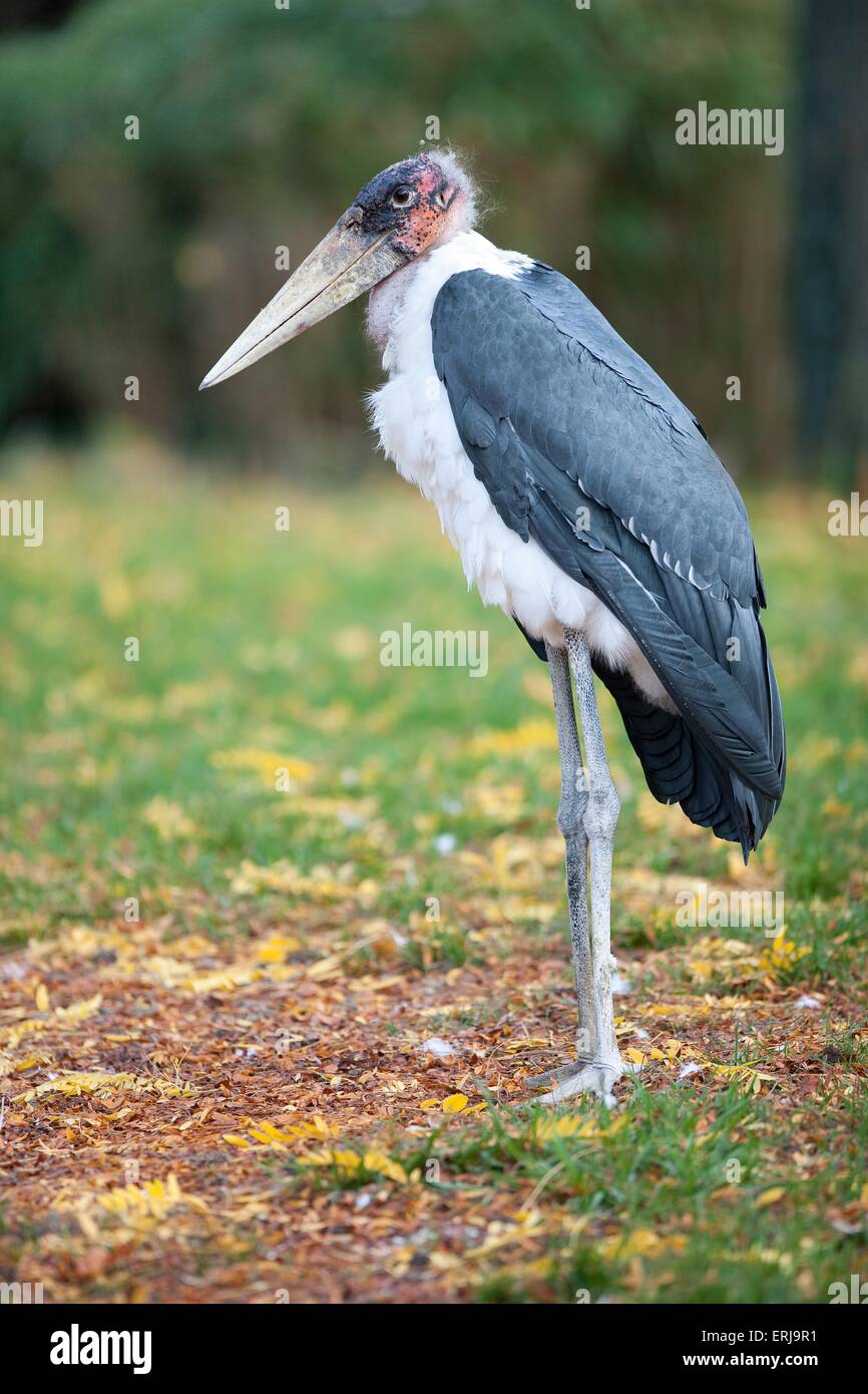 Marabou hi-res stock photography and images - Alamy