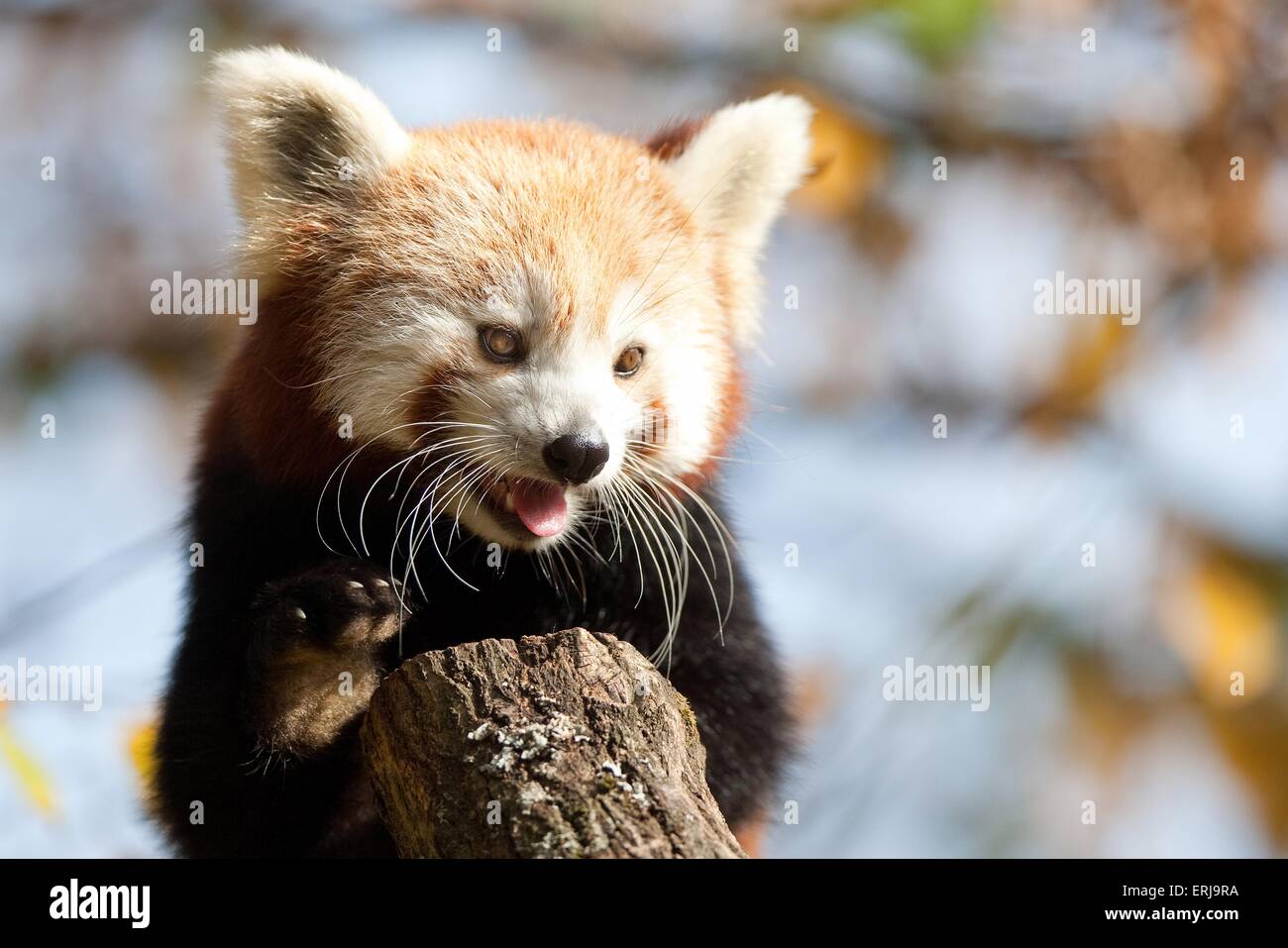 Animal open mouth panda hi-res stock photography and images - Alamy
