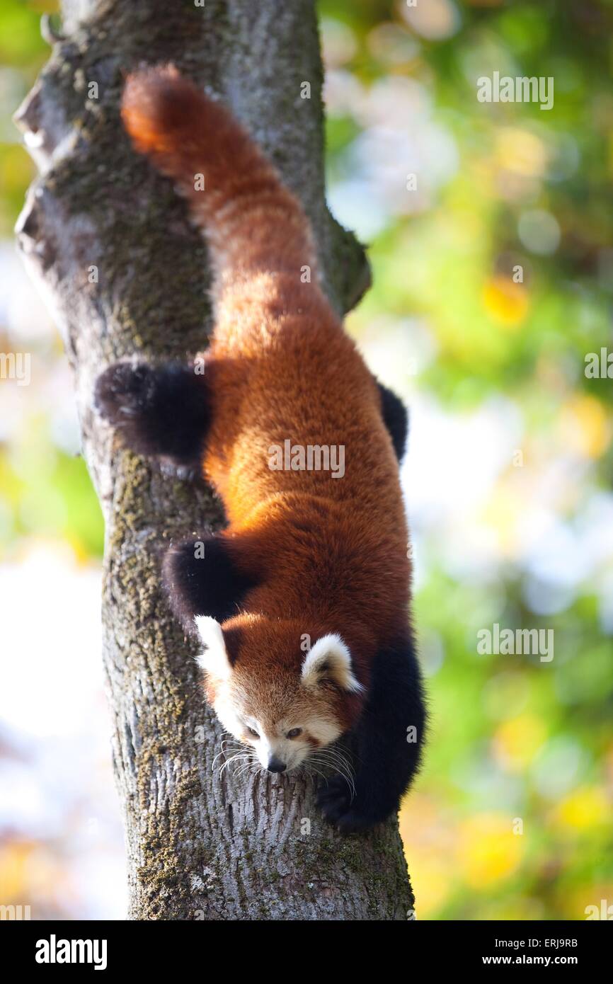 Red panda tree hi-res stock photography and images - Alamy