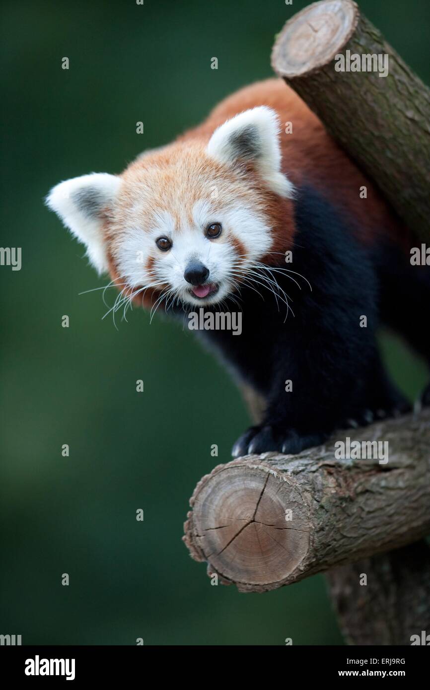 Lesser panda stand hi-res stock photography and images - Alamy