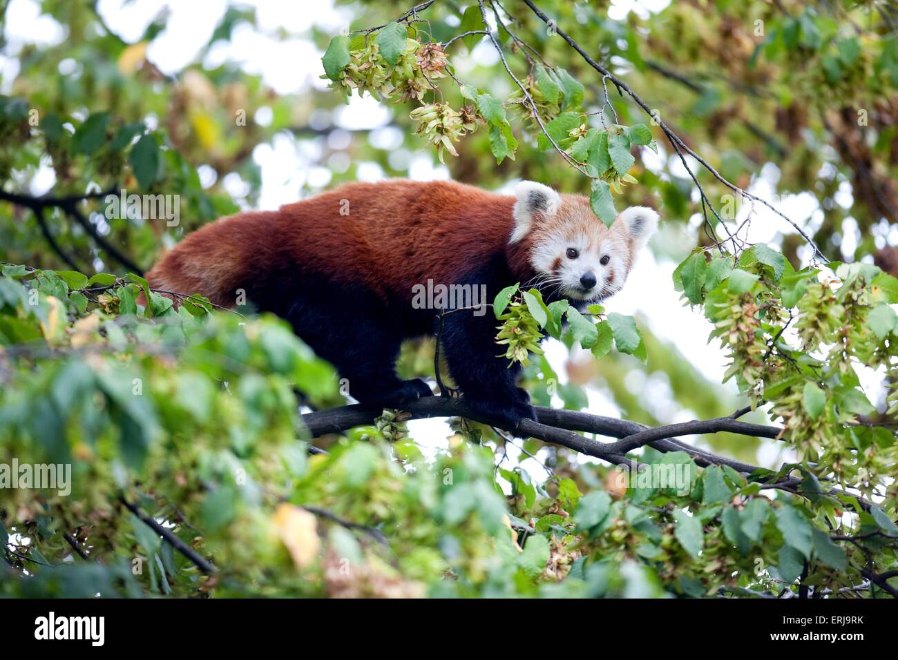 Side view red panda hi-res stock photography and images - Alamy