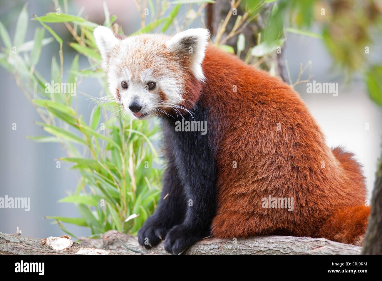 Lesser Panda High Resolution Stock Photography and Images - Alamy