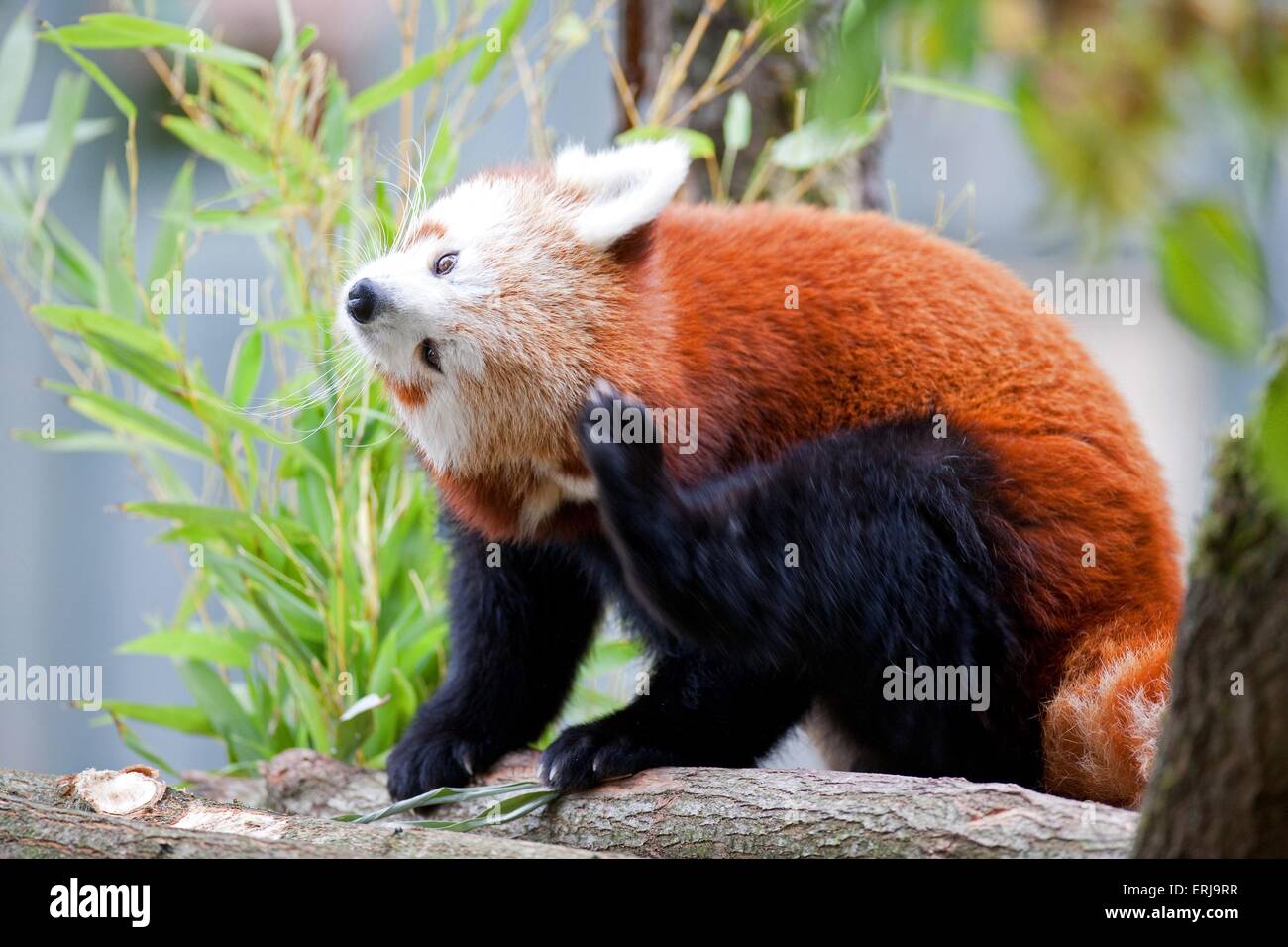 Red panda side view hi-res stock photography and images - Alamy