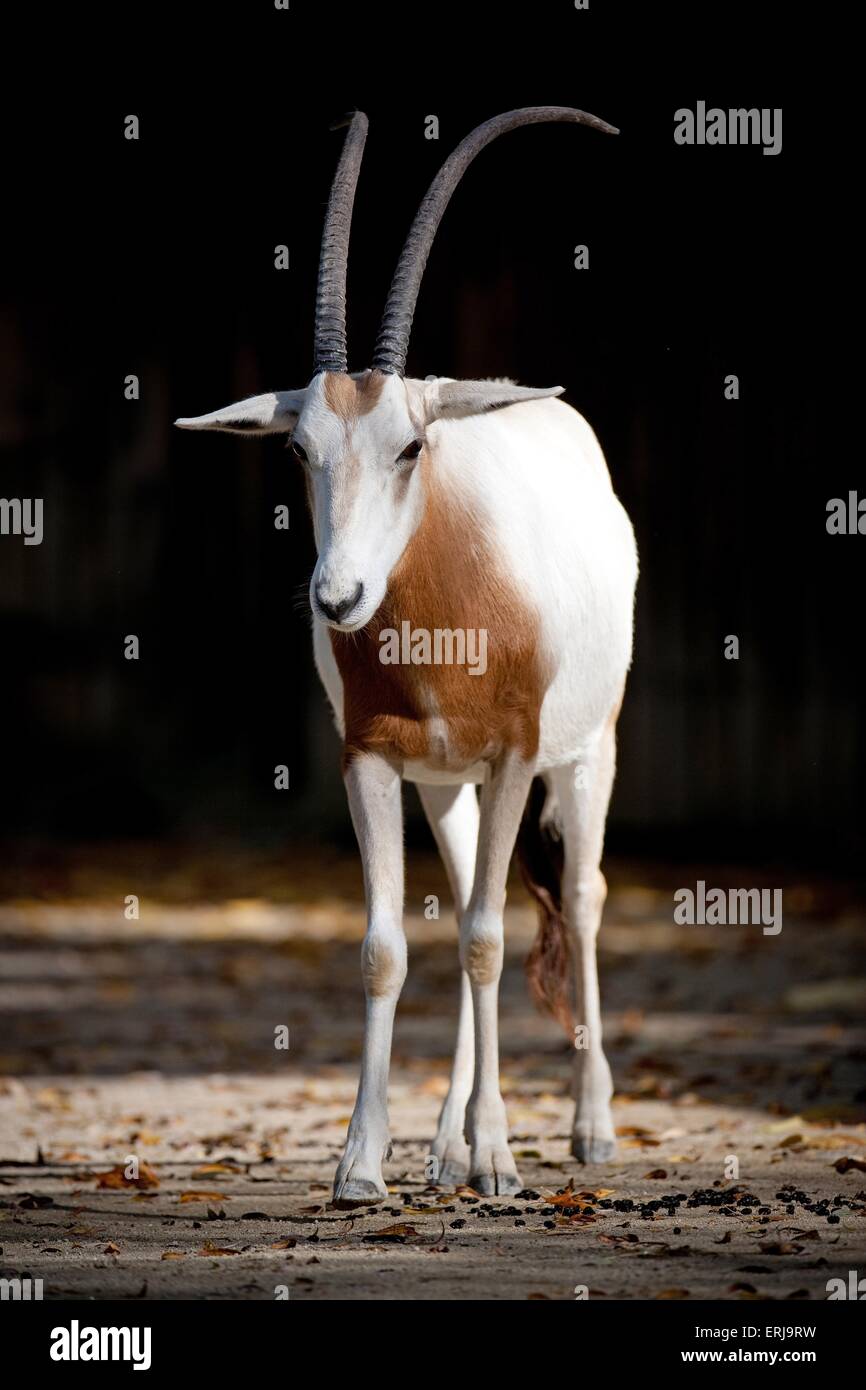 Scimitar horned oryx horns hi-res stock photography and images - Alamy