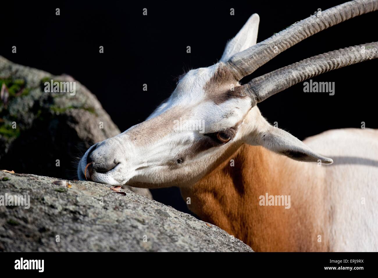 Oryx rocks hi-res stock photography and images - Alamy