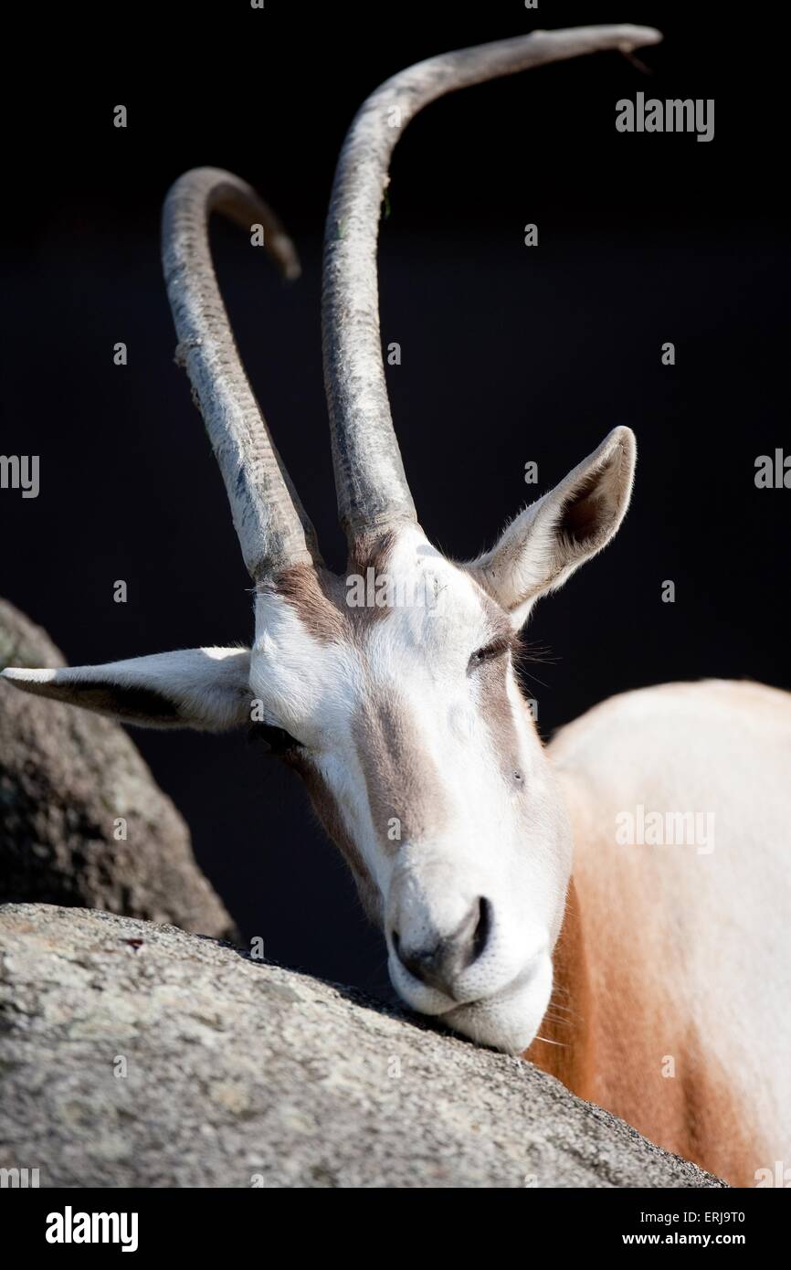 Oryx rocks hi-res stock photography and images - Alamy