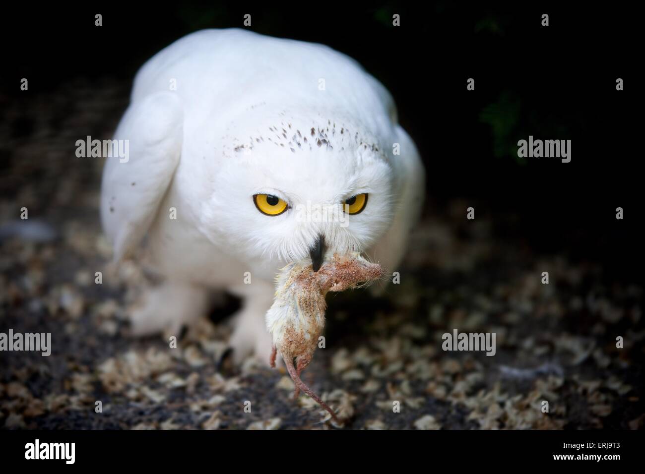 Snowy owl eating hi-res stock photography and images - Alamy