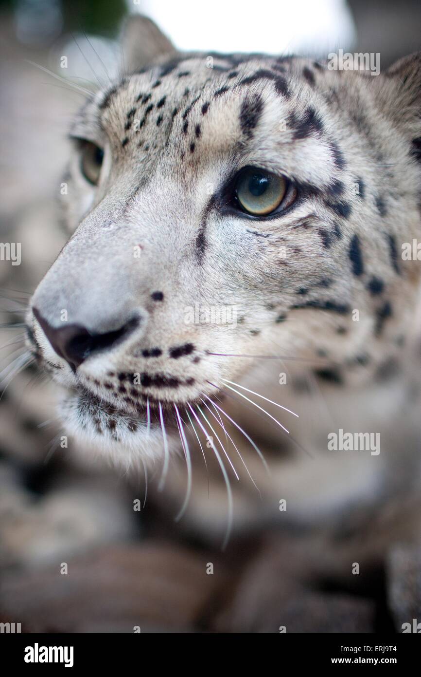 High leopard hi-res stock photography and images - Alamy