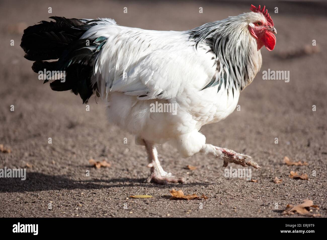 Chicken walks hi-res stock photography and images - Alamy