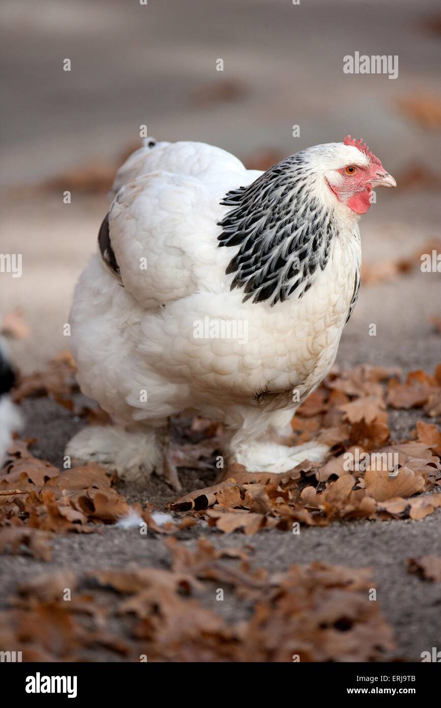 Chicken walks hi-res stock photography and images - Alamy