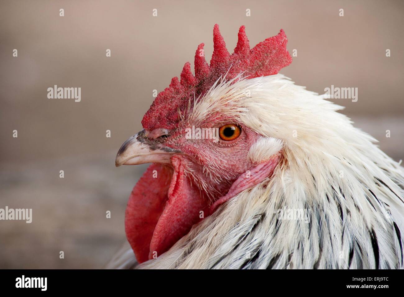Side profile chicken hi-res stock photography and images - Alamy