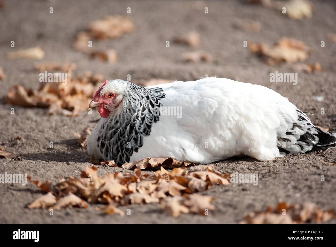 Chicken lying hi-res stock photography and images - Alamy